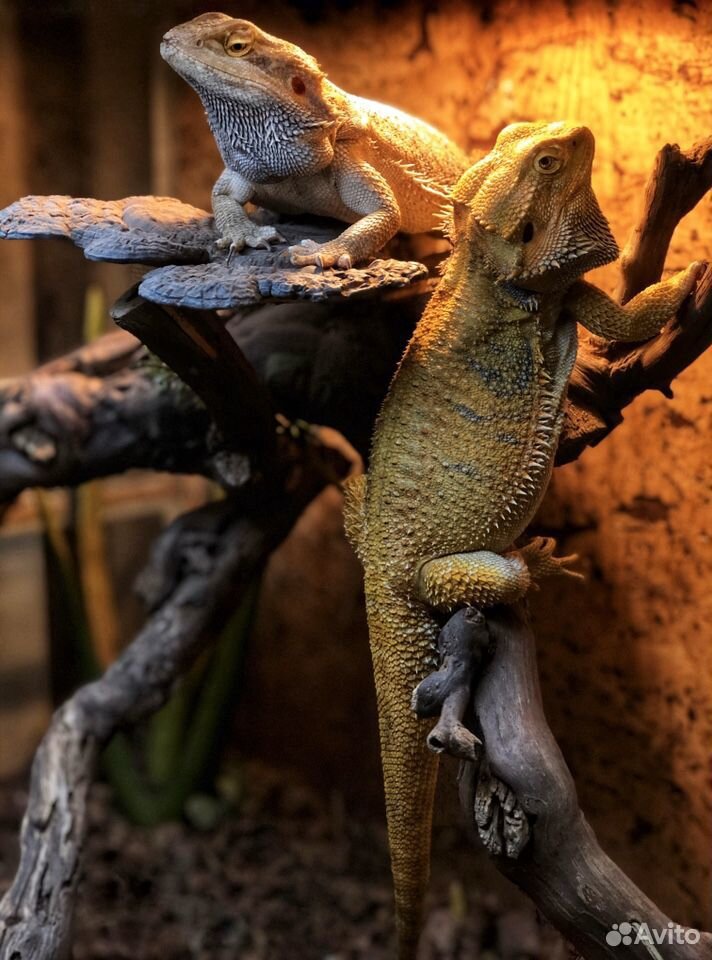 Бородатые агамы