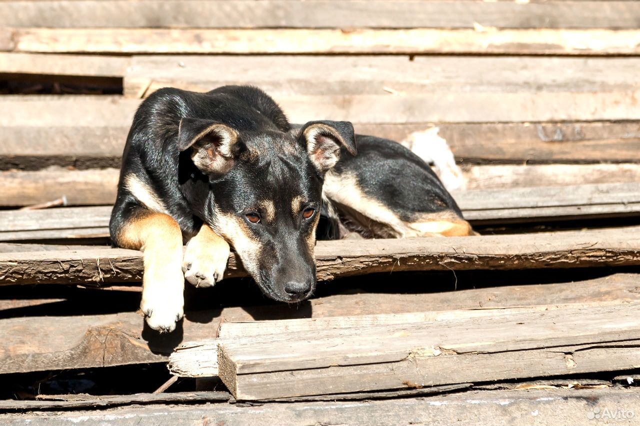 Малыш в дар