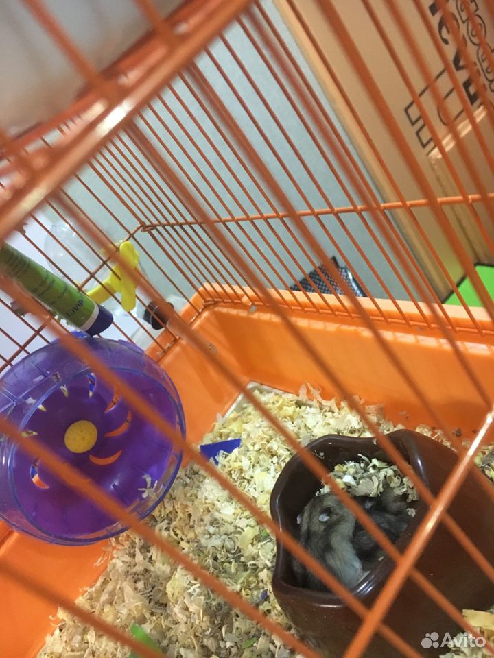 Хомяки Джингарские