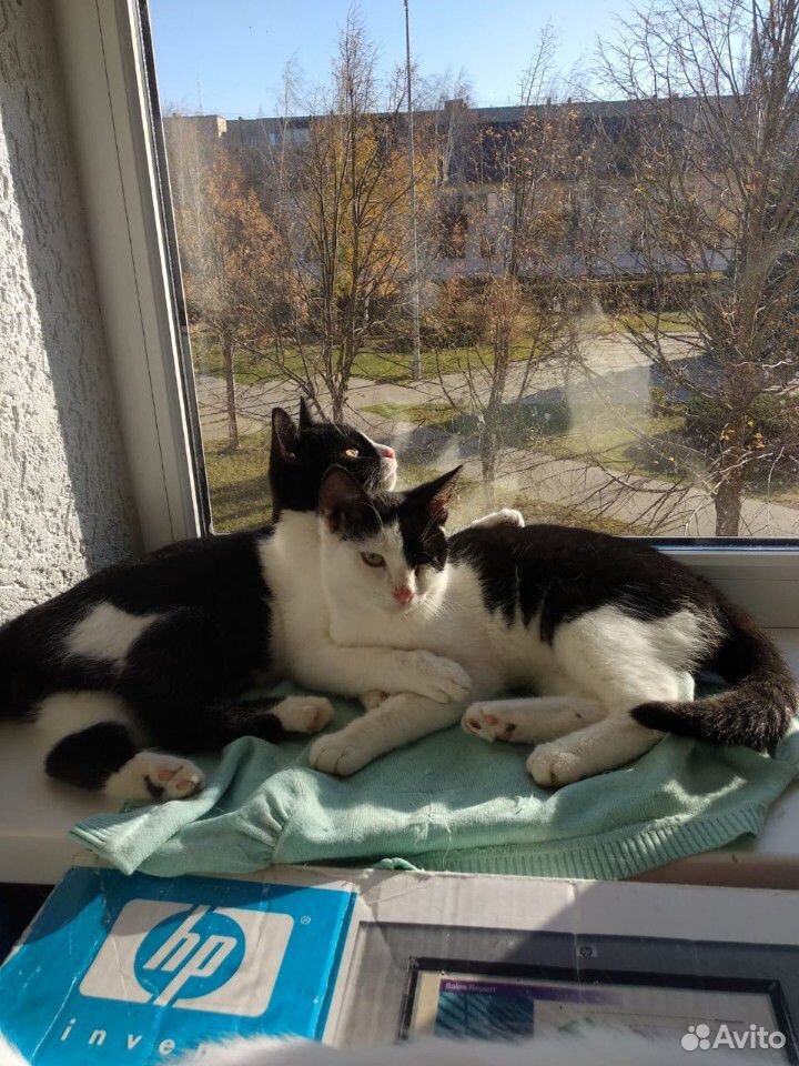 Котики забавные и игривые Рыздвяный