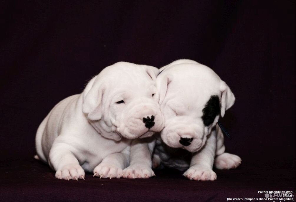 Аргентинский дог щенки лето - начало осени 2020