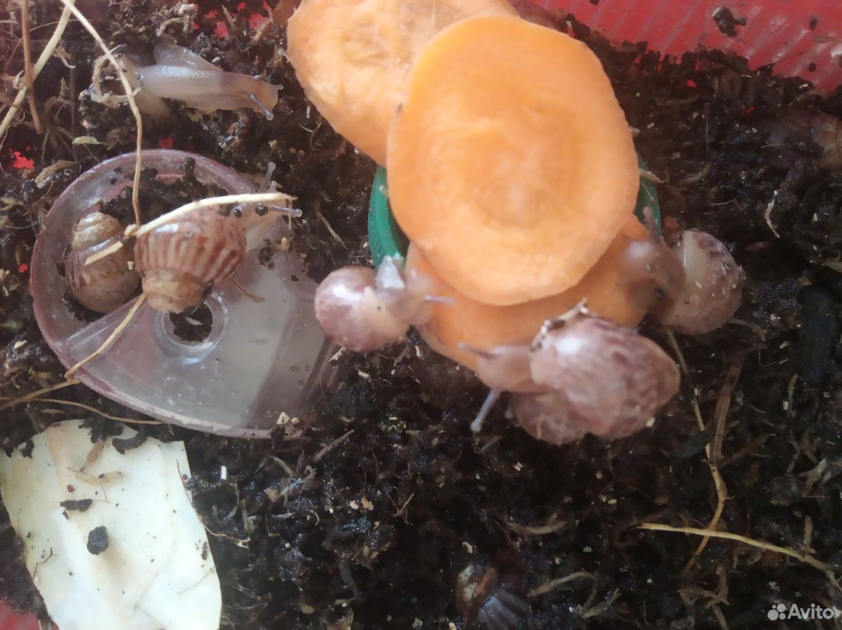 Ахатинки, совсем маленькие 1,5 месяца