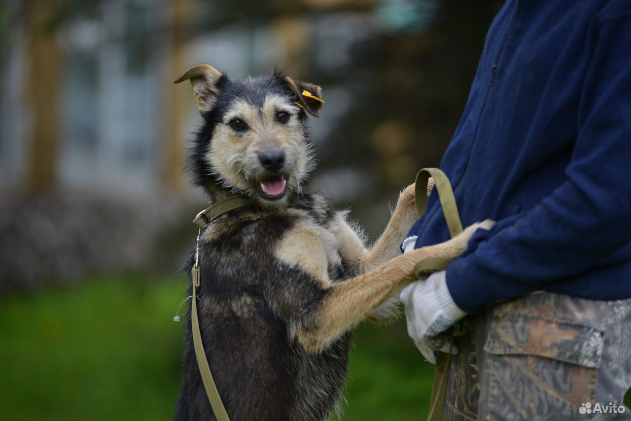 Мотя собака-обнимака