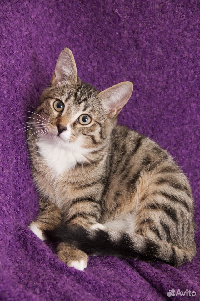 Котенок девочка Мурчик. 5,5 месяцев