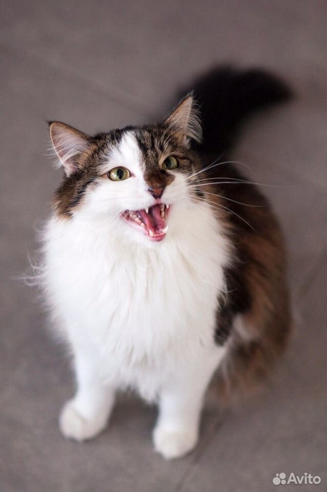 Лялькин ищет дом