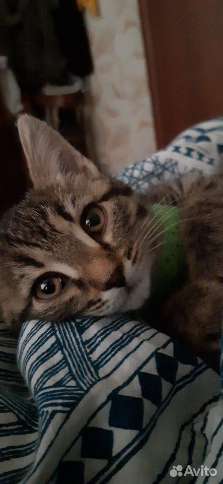 Стерилизованая кошечка