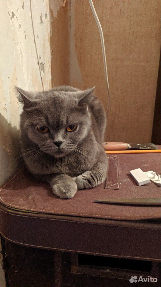 Британская кошка ня вязку с котом