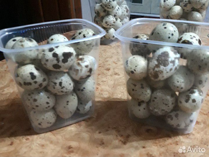 Яйца перепелиные инкубационные