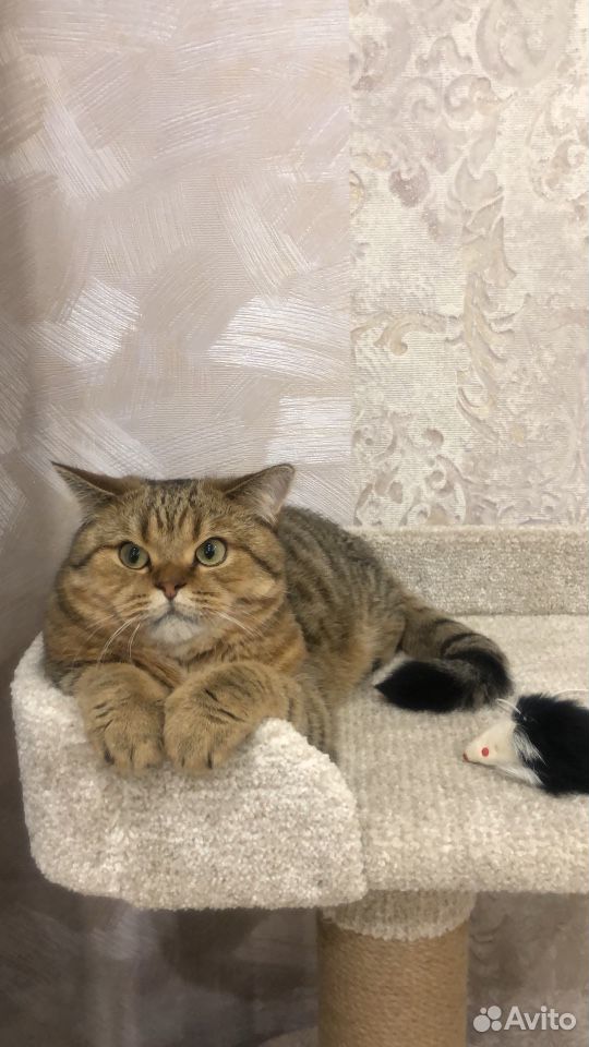 Кот на вязку