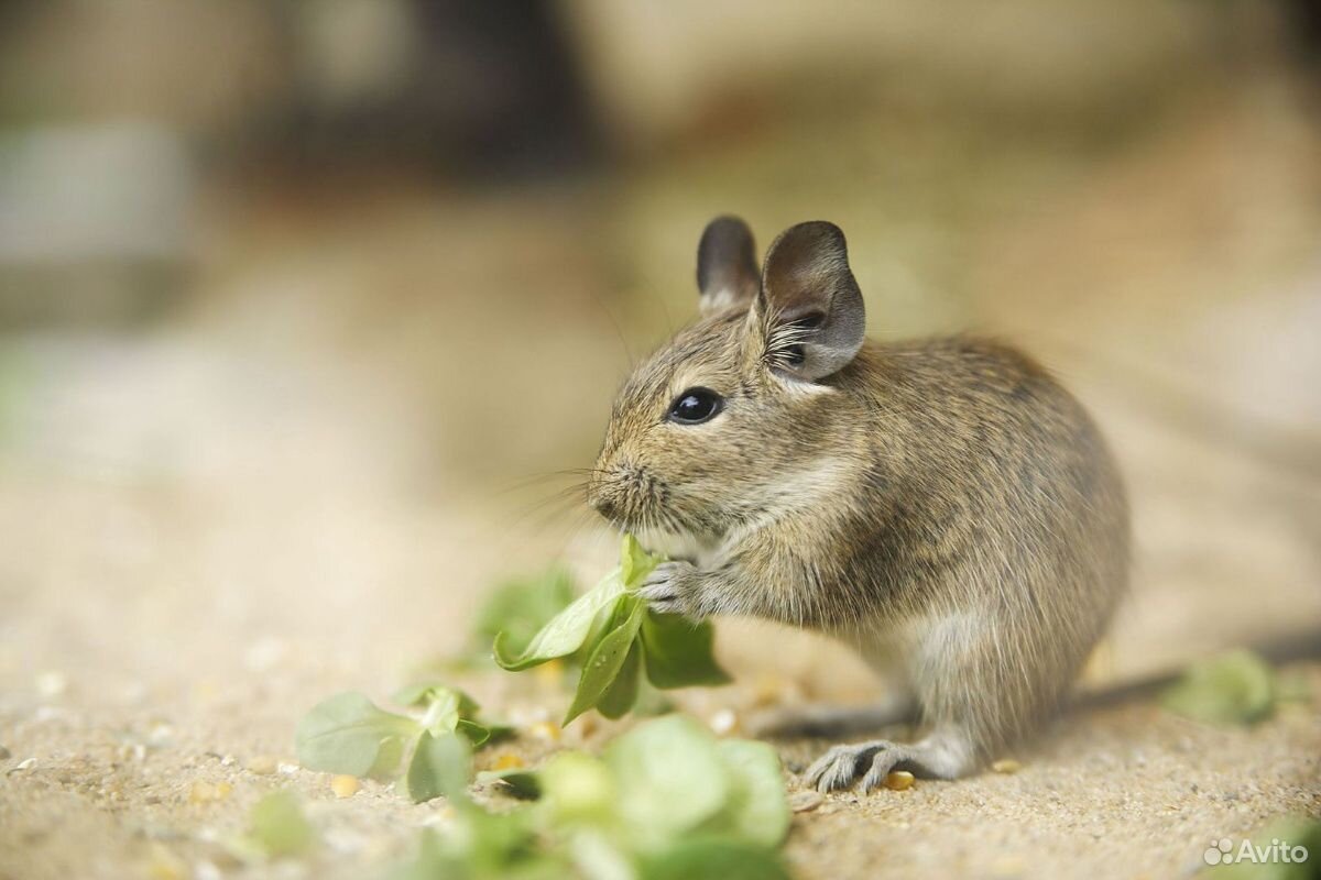 Ручные белочки Дегу