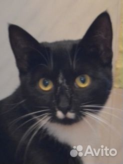 Кошечка ищет дом