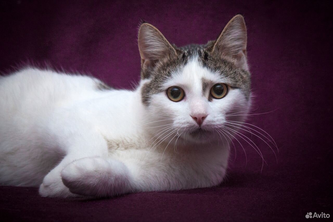 Ласковый котик Пряник