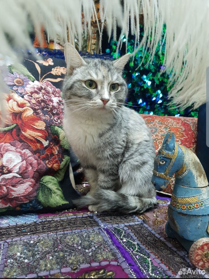 Кот окраса вискас