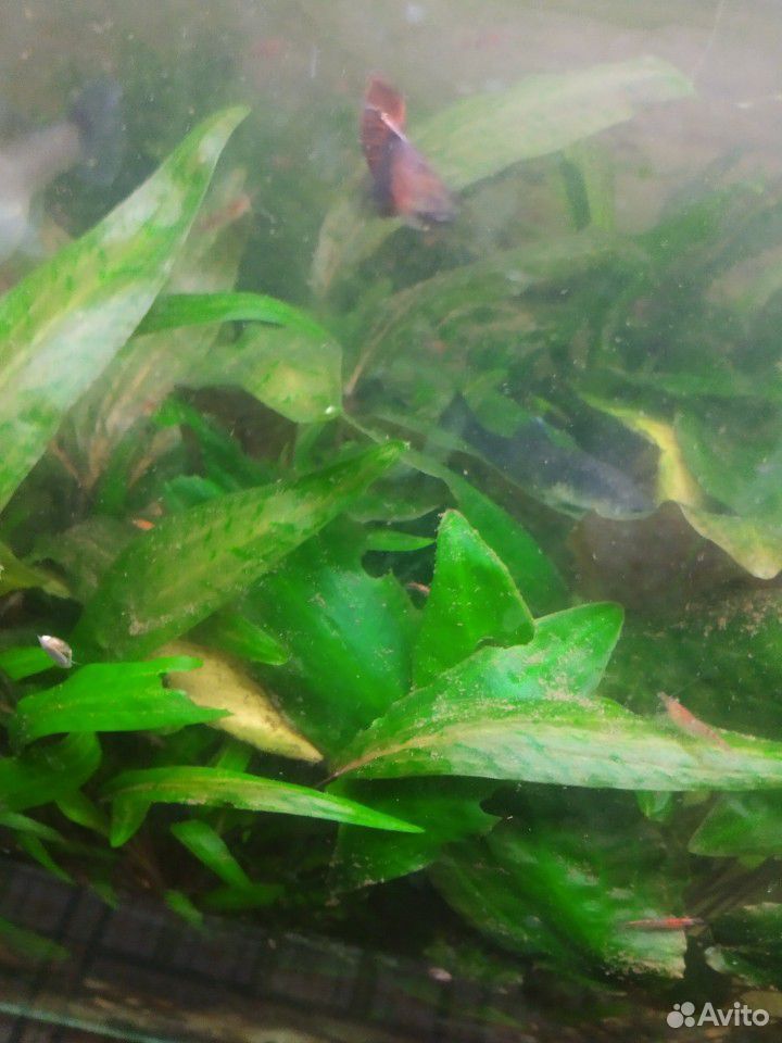 Криптокорина Нури