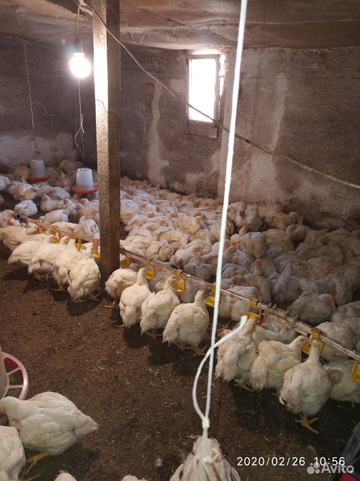 Продам домашних бройлеров