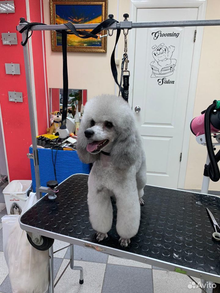 Пудель для вязки