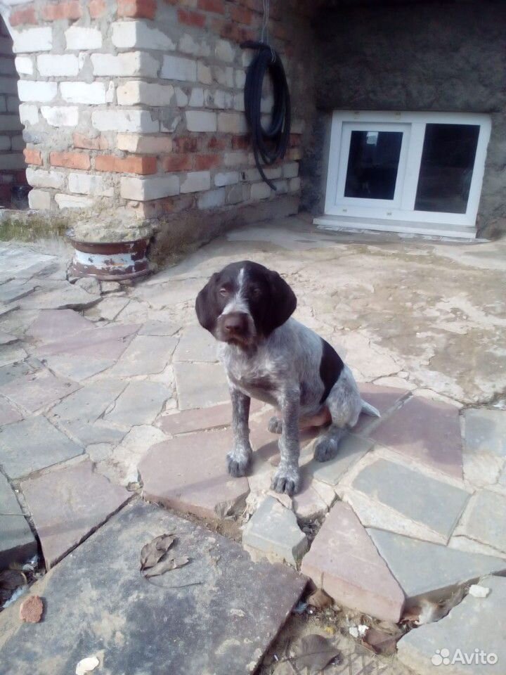 Щенки дратхаара