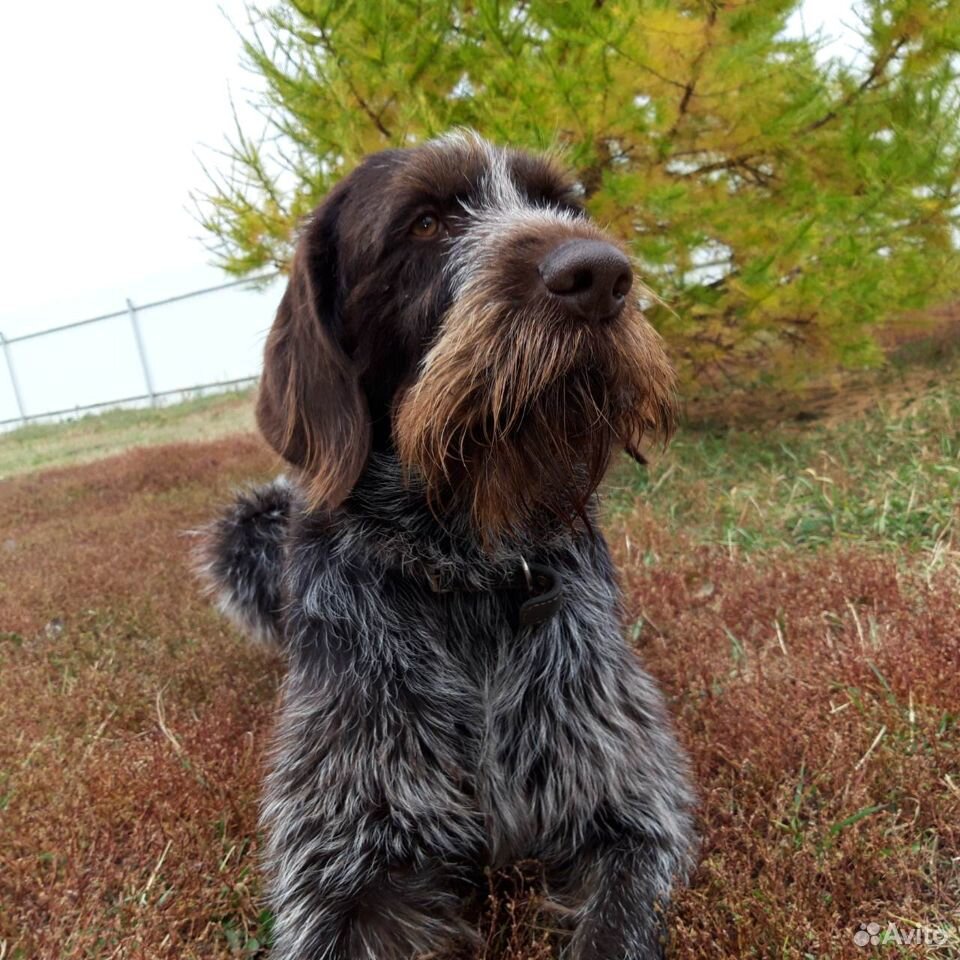 Кобель для вязки дратхар