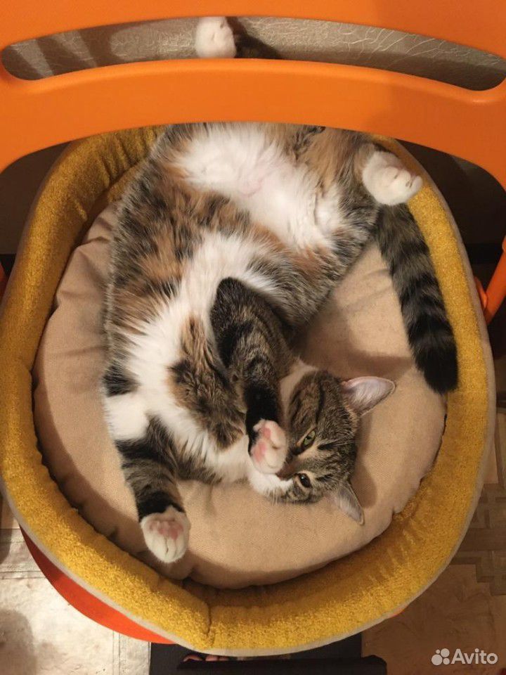 Кошка на вязку