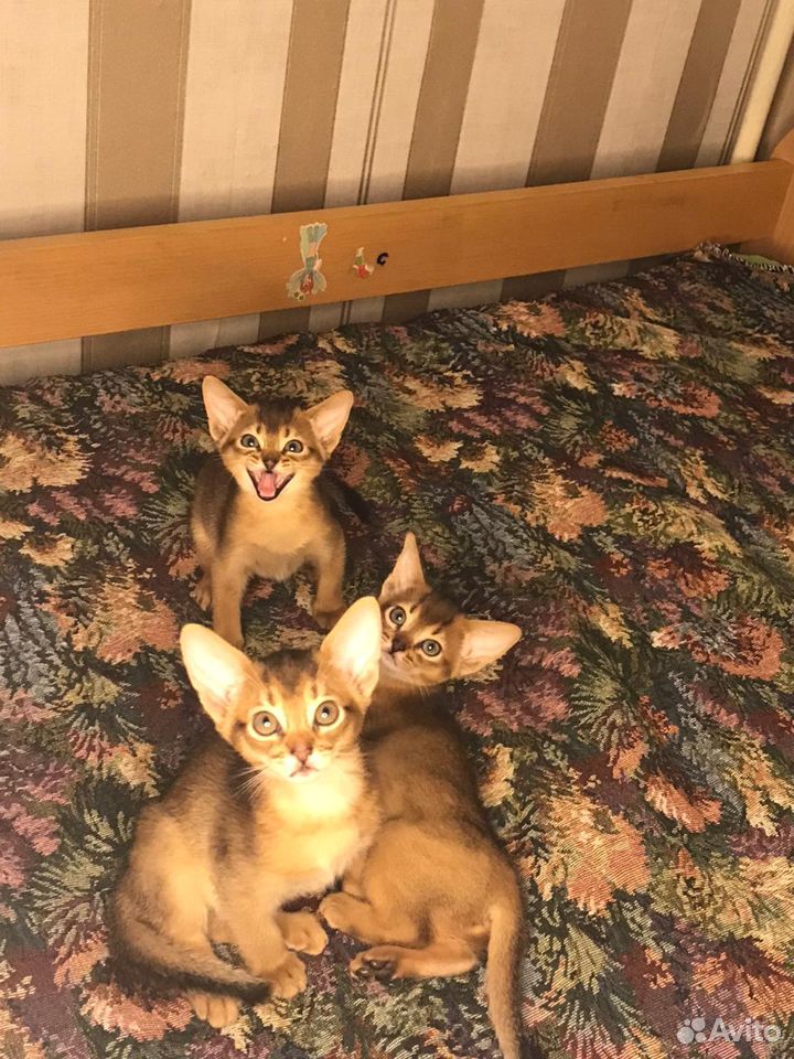 Абиссинская