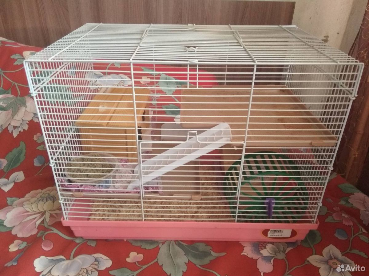 Хомячки с клеткой