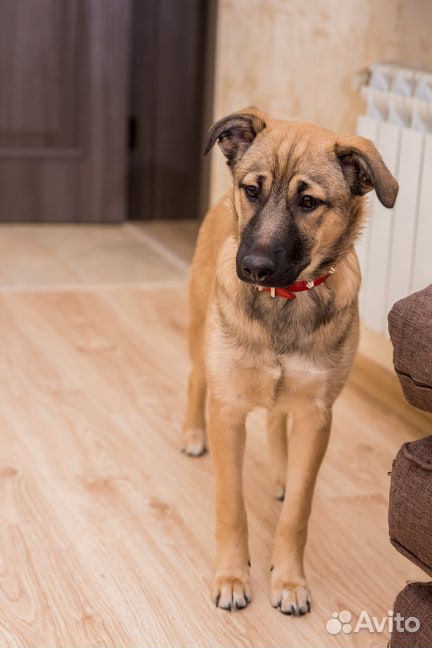 Отдам щенка-подростка