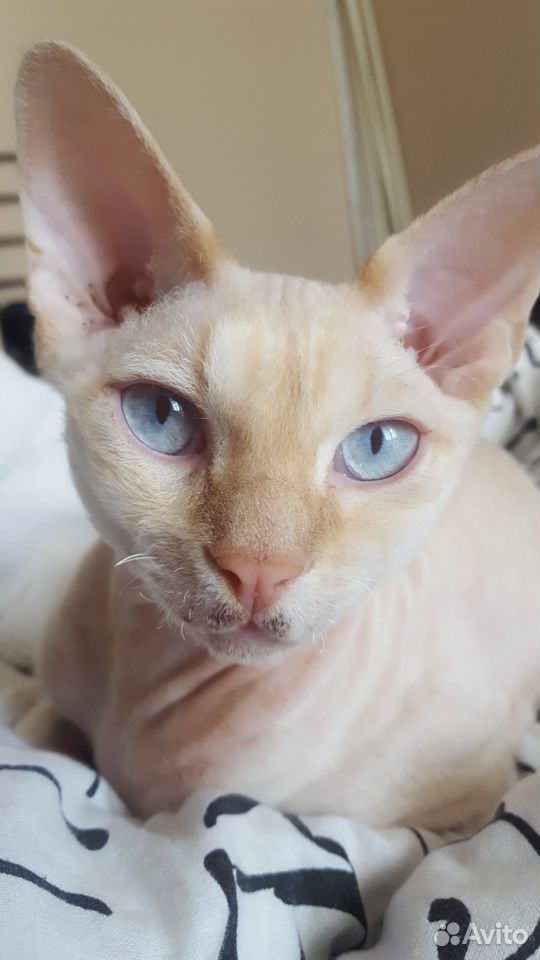 Котик породы Девон-Рекс (Devon Rex)