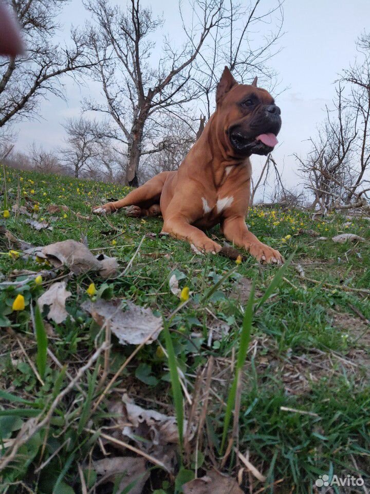 Вязка боксёр