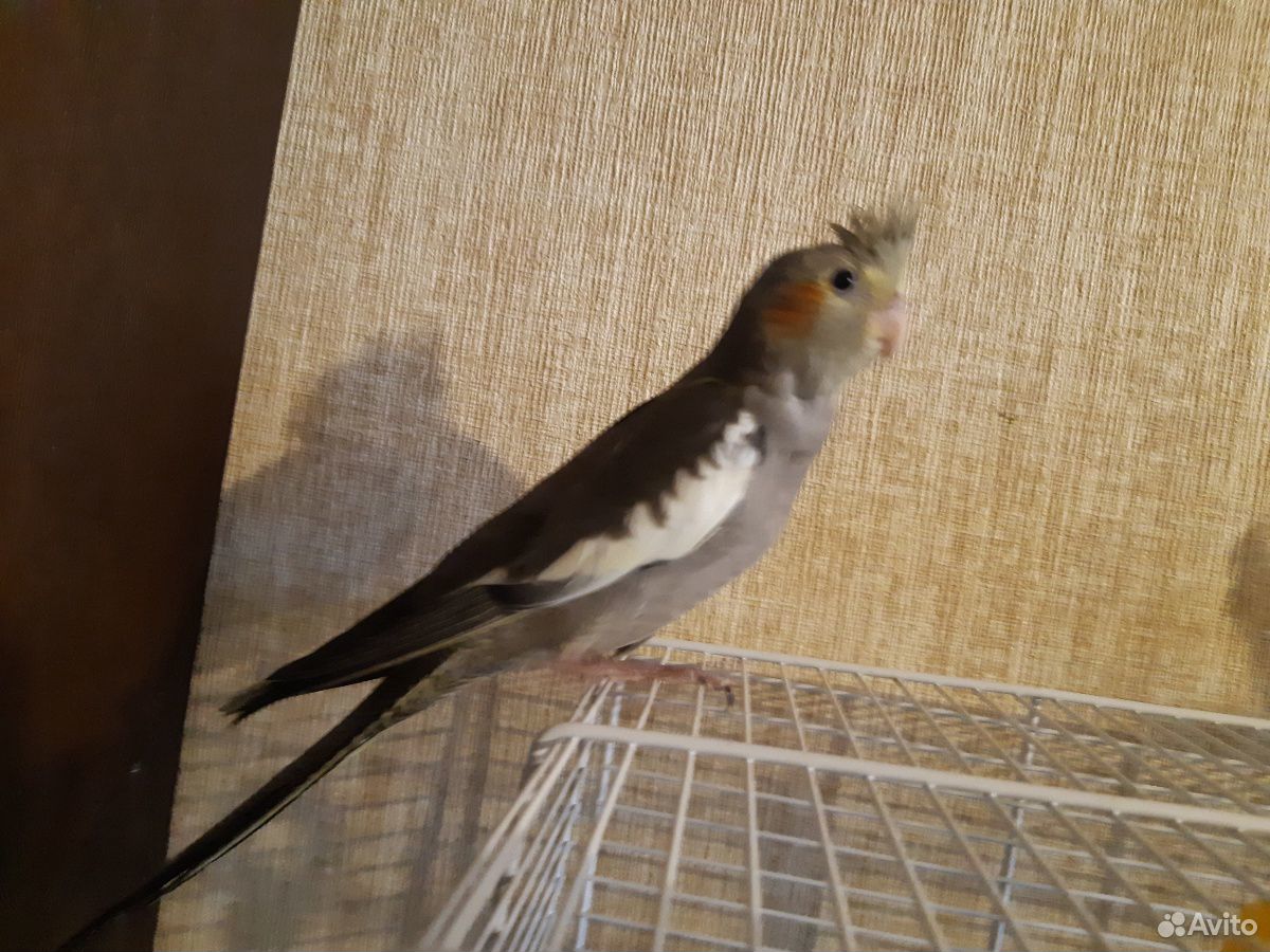 Птенец Кареллы