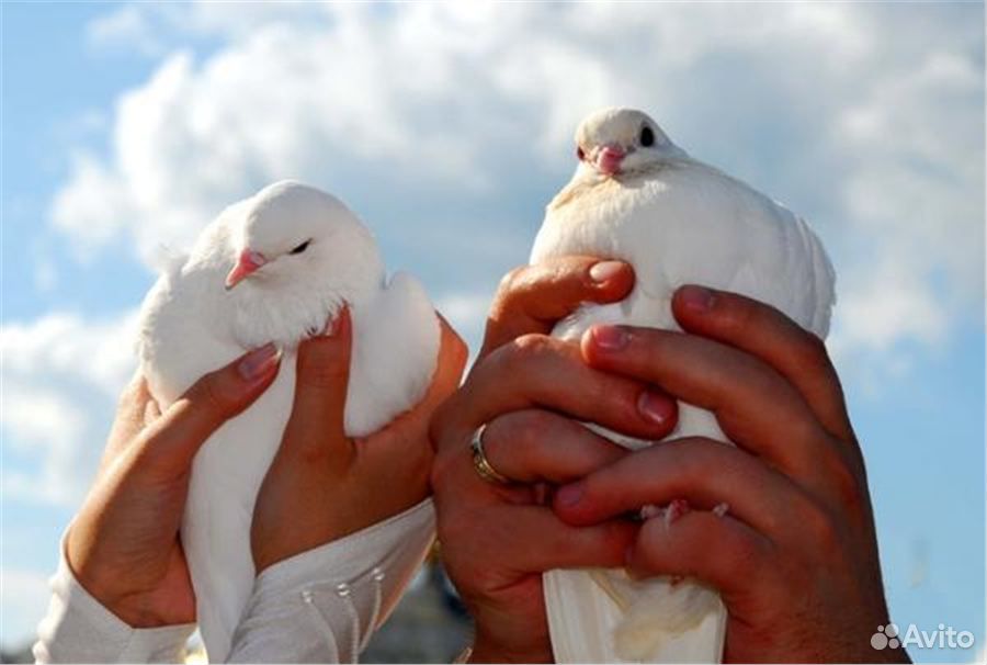 Белые голуби для выпуска в небо