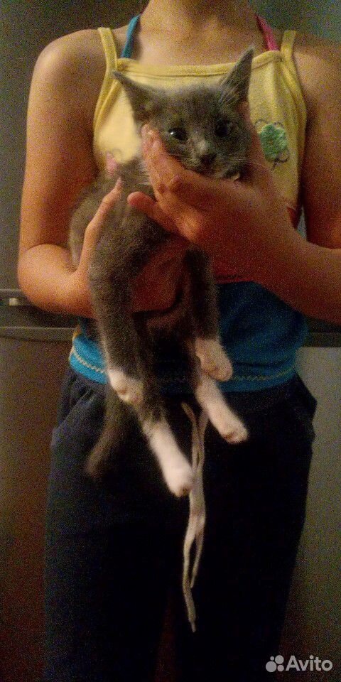 Отдам в хорошие руки котенка. Зовут Барсик