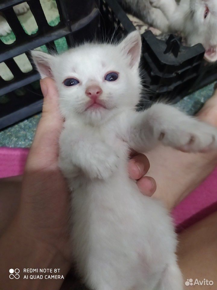 Отдам двух/одного беленького котенка