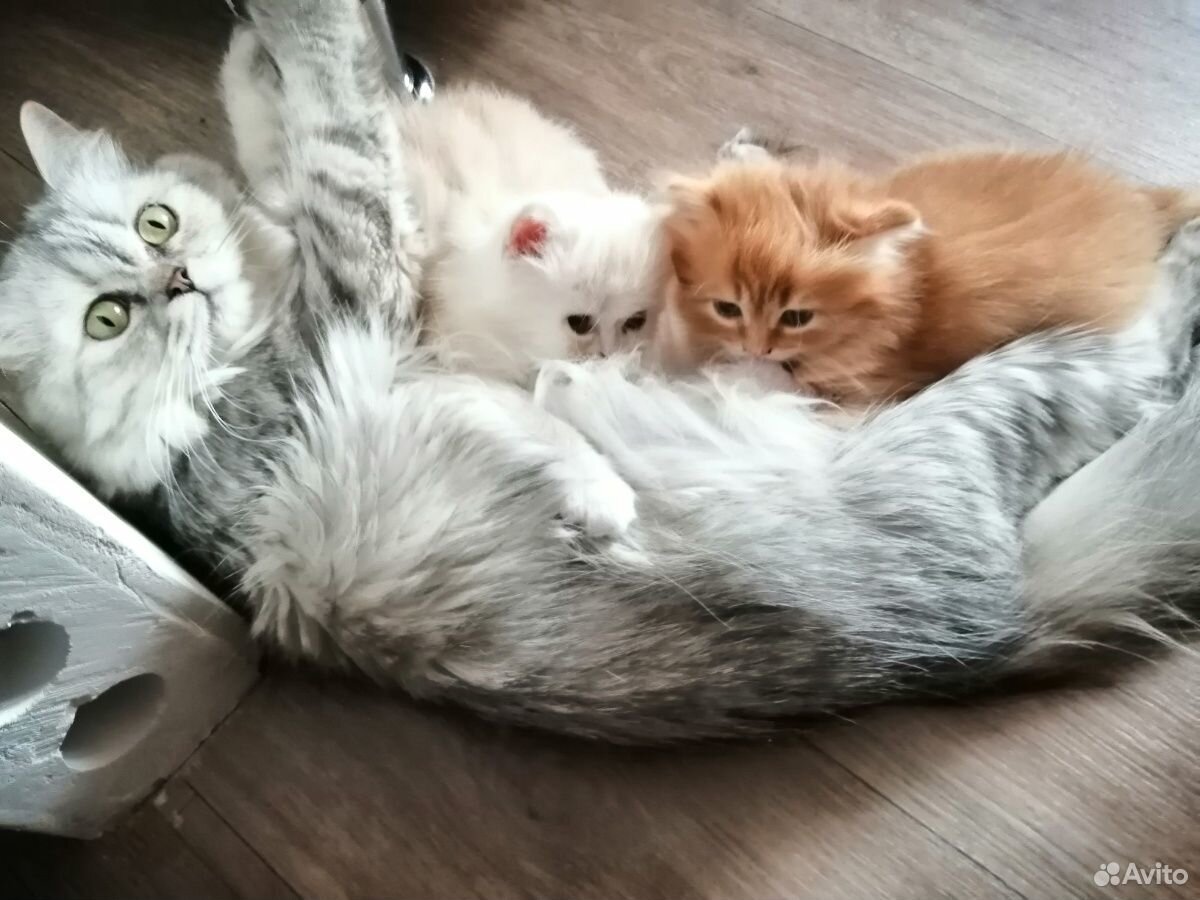 Котята в добрые руки