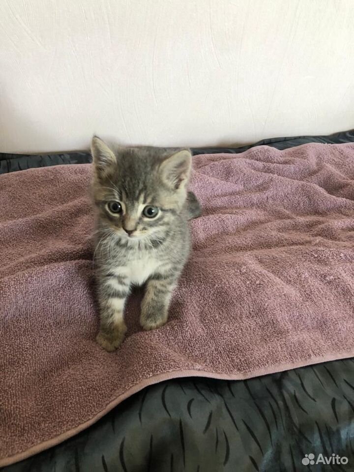 Компанейский котенок