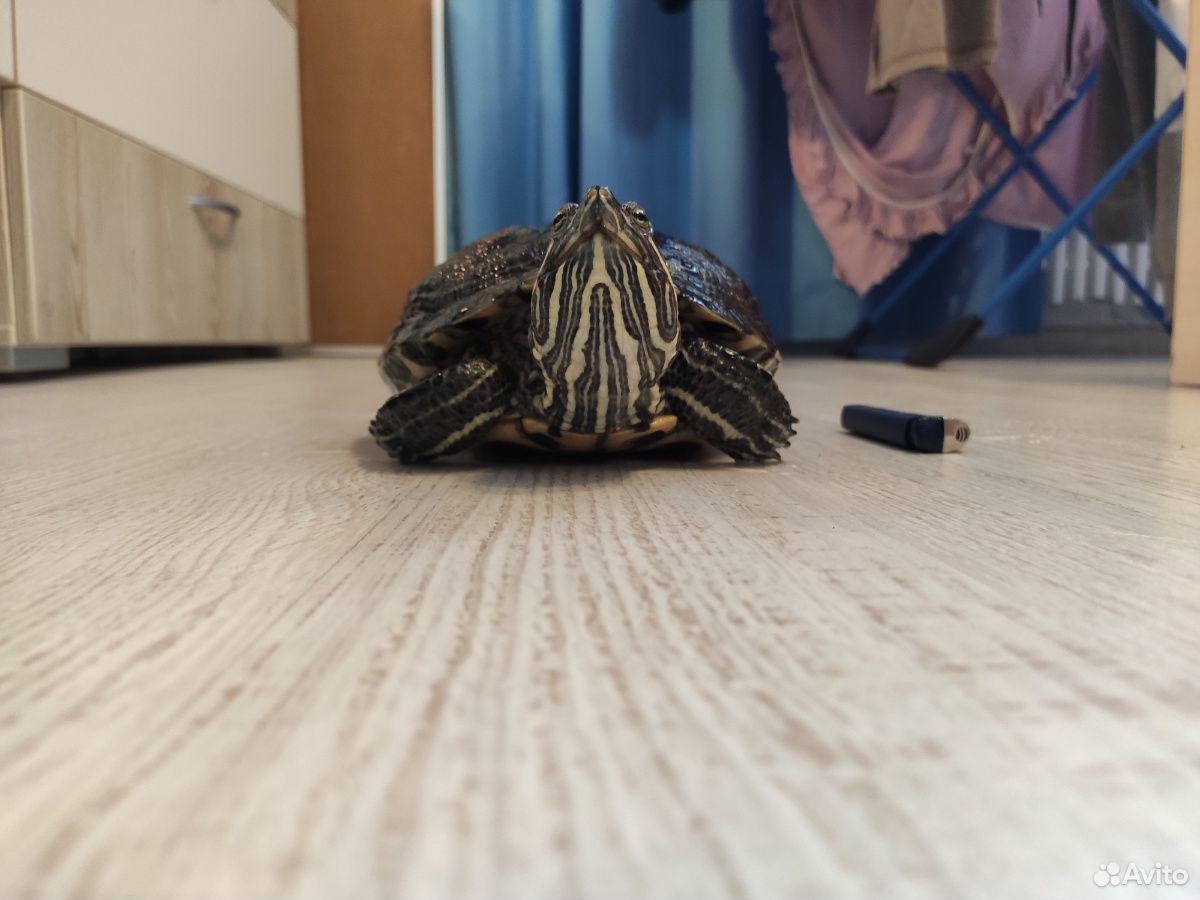 Красноухая пресноводная черепаха