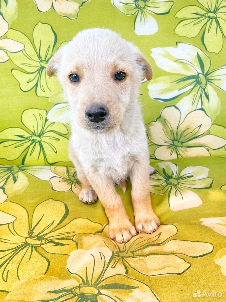 Малыш Дизель, 2 месяца ищет дом