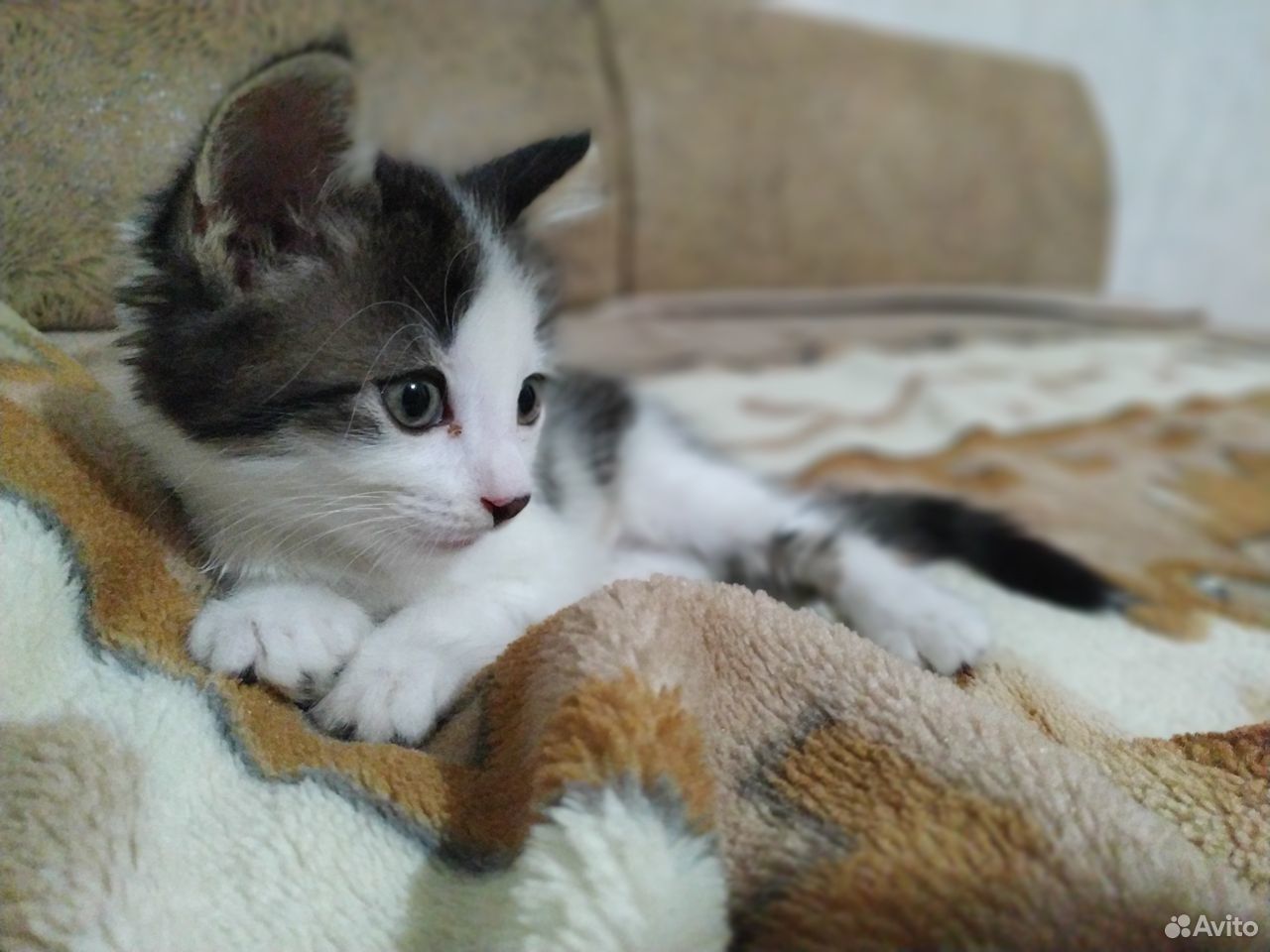 Котик 1,5-2 месяца, бесплатно