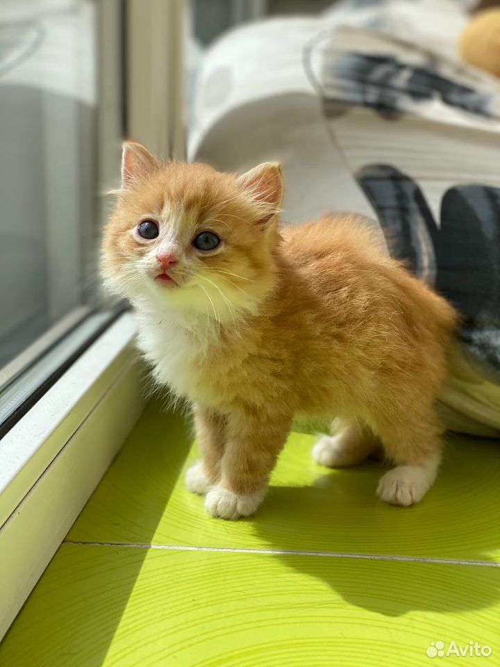 Котёнок - ваш пушистый дружочек)