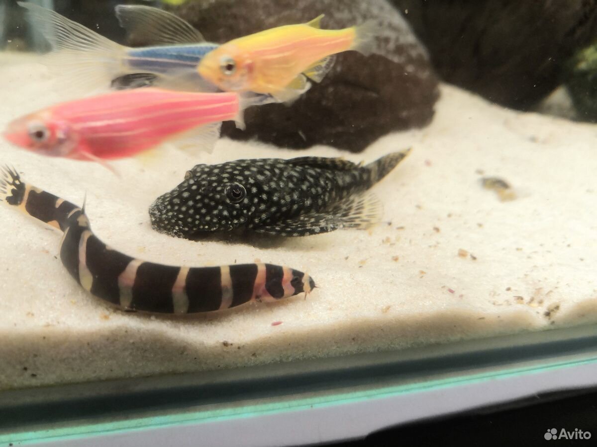 Анцитрус, акантофтальмус