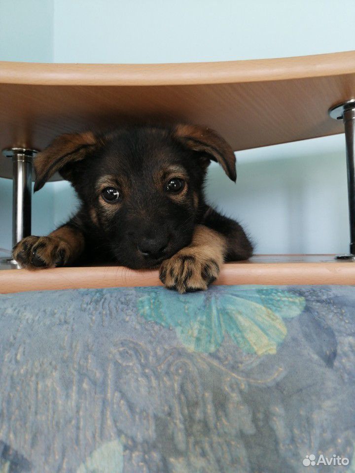 Немецкая овчарка