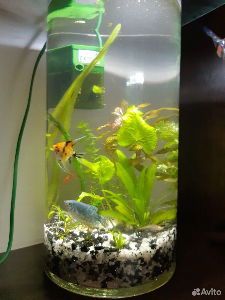 Готовый аквариум цилиндр