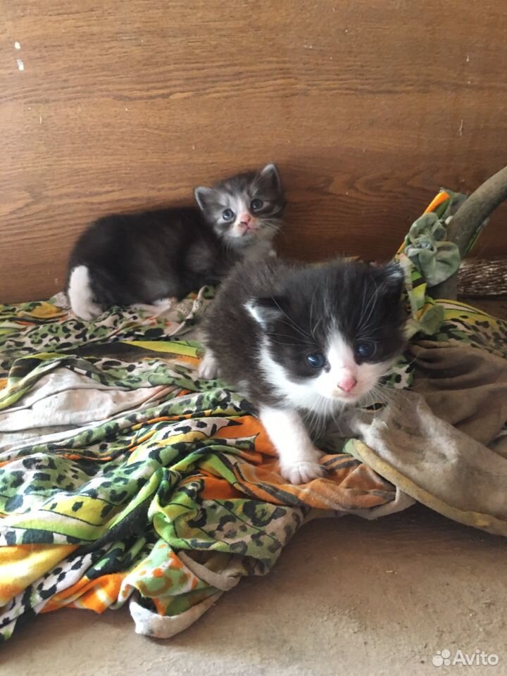 Котята