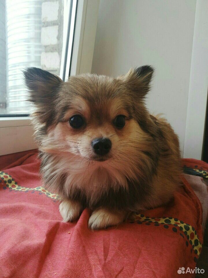 Девчушка-шпицушка