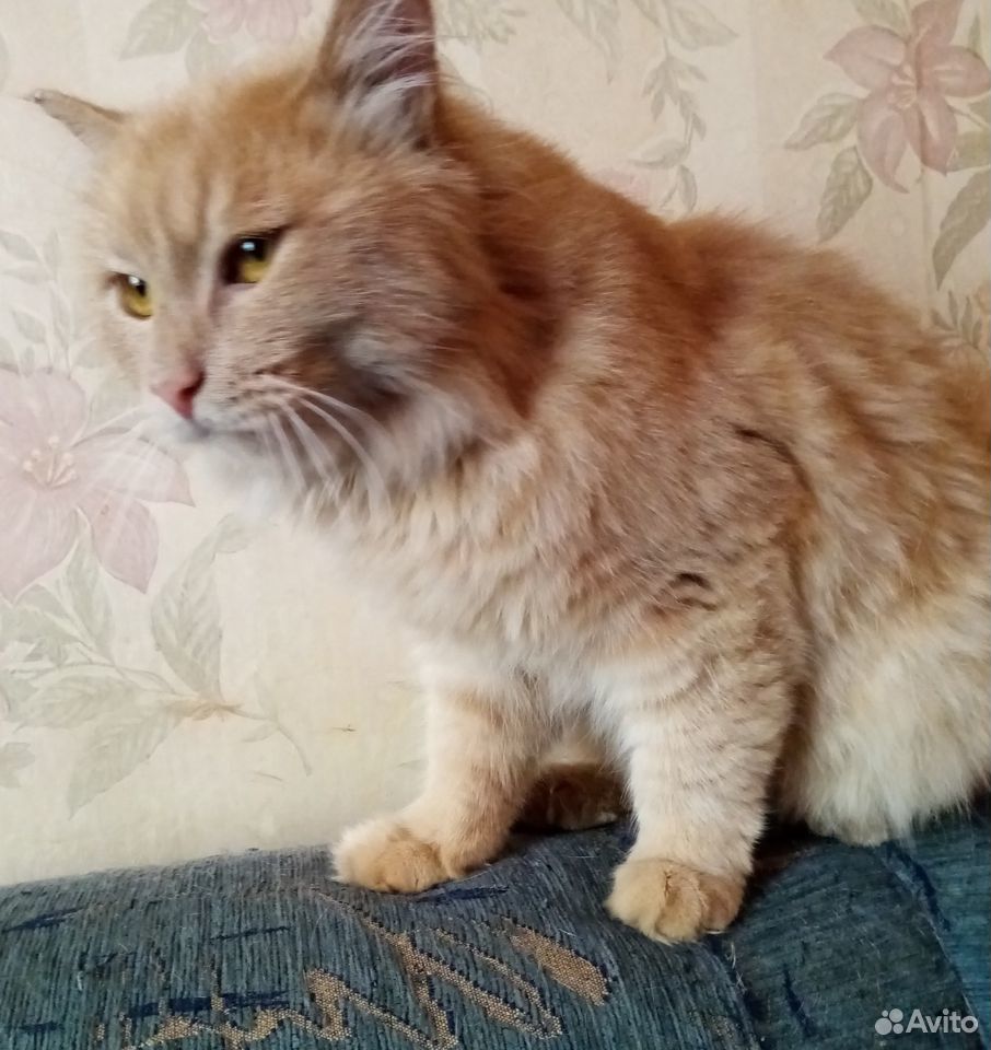 Кот Персик в добрые руки