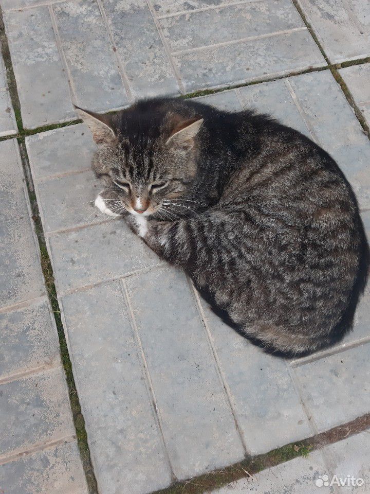 Котята