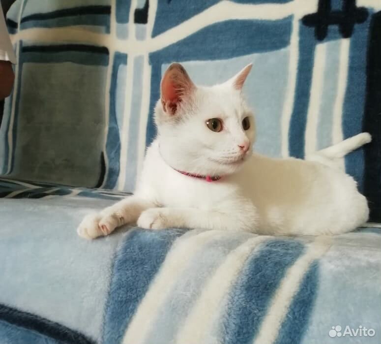 Ласковая, нежная кошка Мила