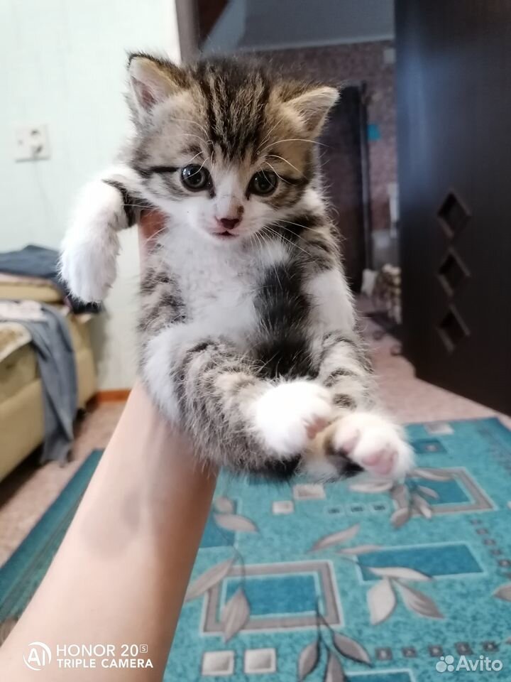 Котята бесплатно