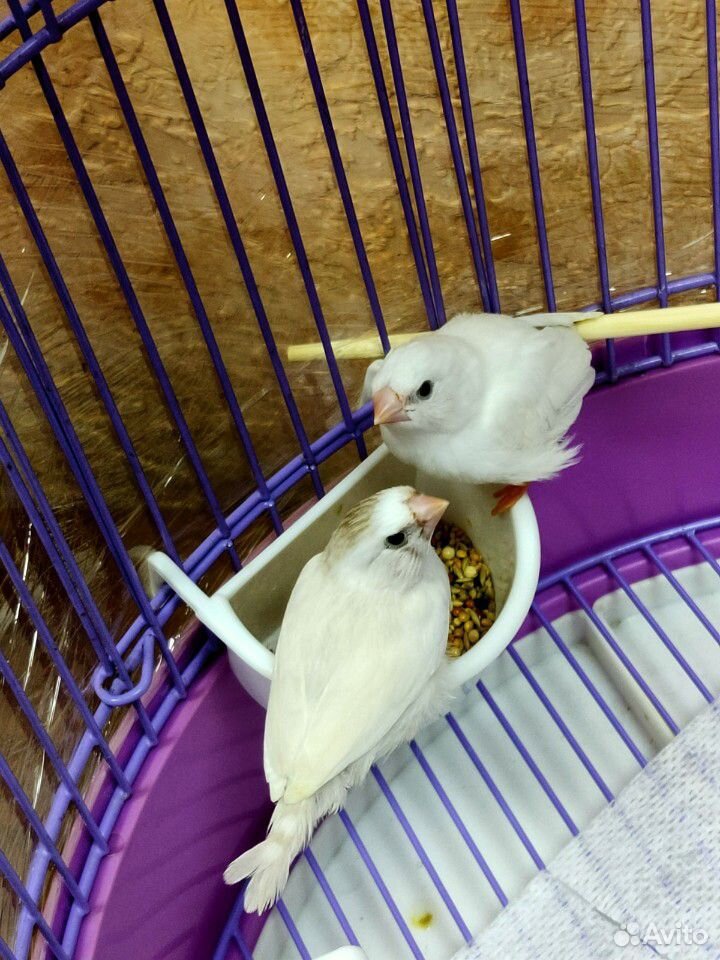 Птенцы зебровой амадины