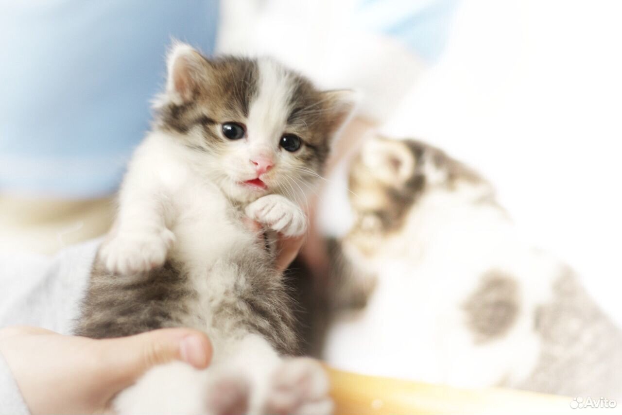 Шладкая девочка в добрые руки