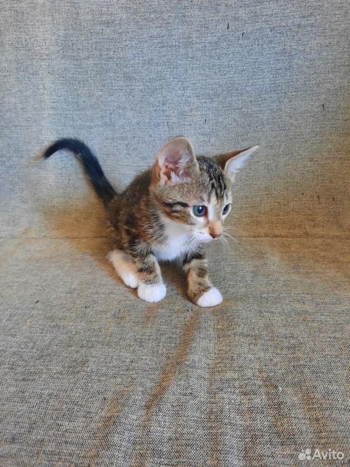 Котенок мальчик